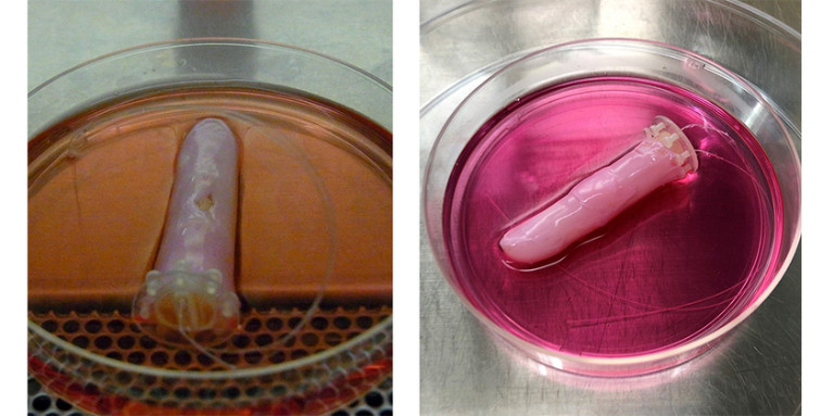 Researchers coat robotic finger with self-healing skin | JSTORIES Researchers coat robotic finger with self-healing skin | JSTORIES